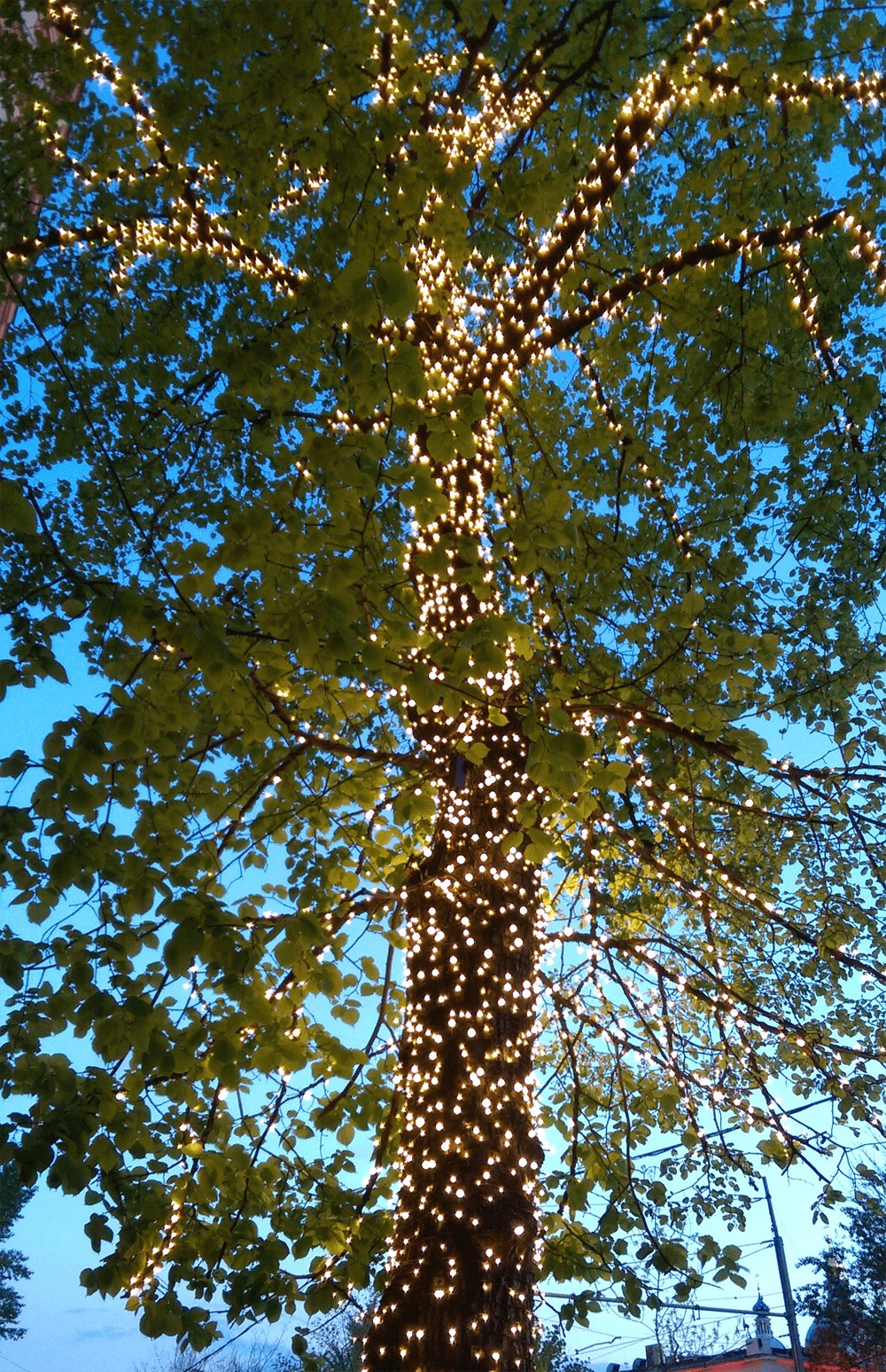 Best Solar Tree Lights for 2024 - Tree Lights in a Stylish and ...