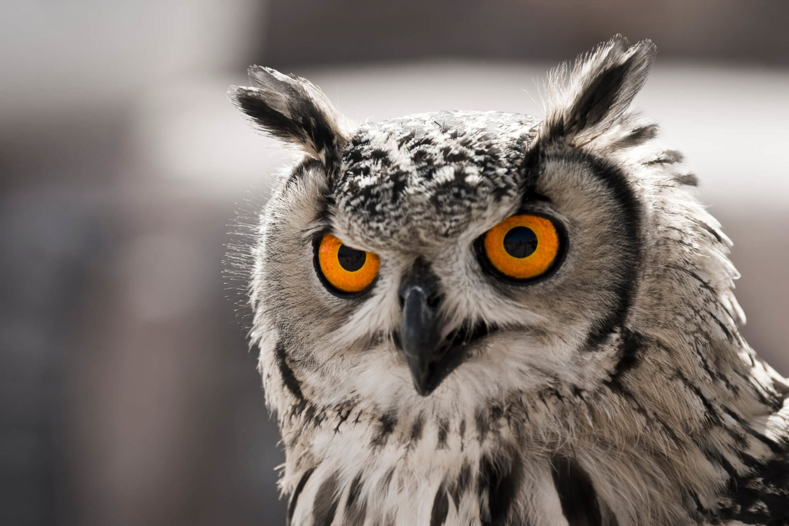 Best Owl Solar Lights for 2024 - Owl Lights Powered by Solar Energy ...